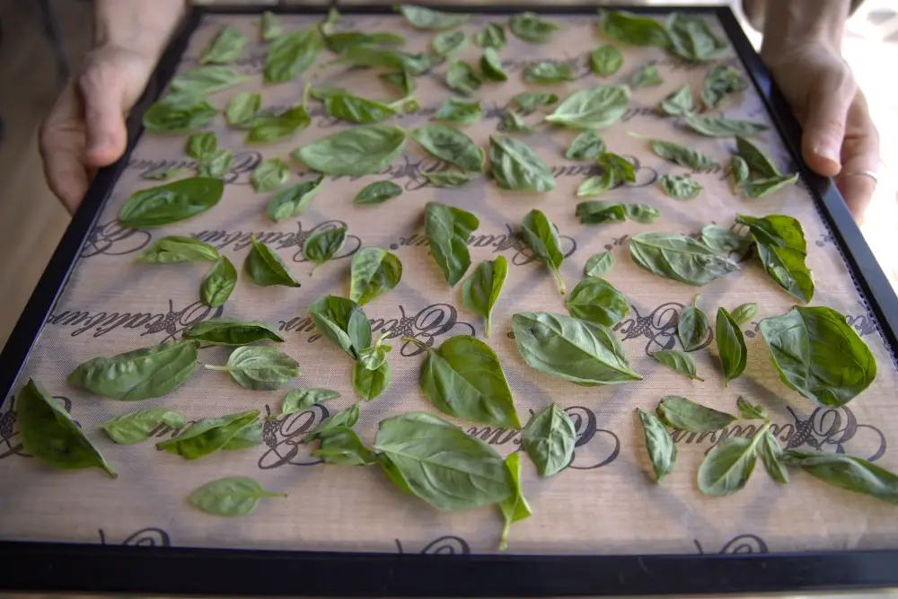 How to Dry Herbs - Golden Thyme Homestead