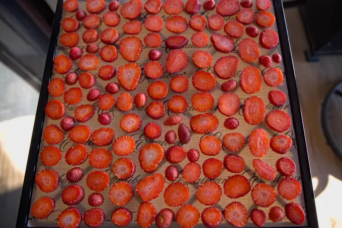 How to Dehydrate Fruit - Golden Thyme Homestead