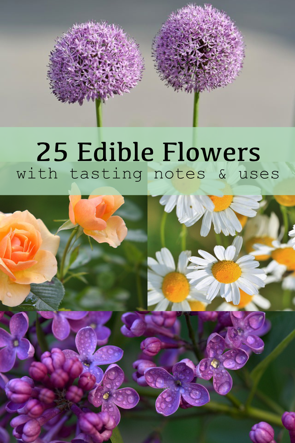 25 Edible Flowers & Recipe Ideas - Golden Thyme Homestead