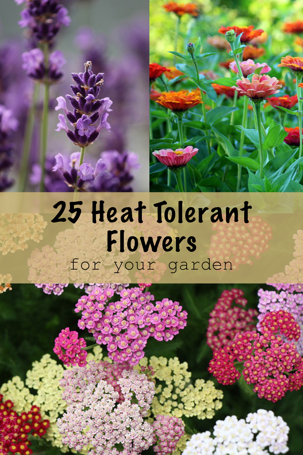 25 Heat-Tolerant Flowers to Grow - Golden Thyme Homestead