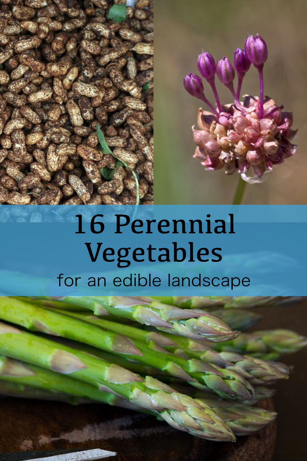 16 Perennial Vegetables For Your Garden - Golden Thyme Homestead